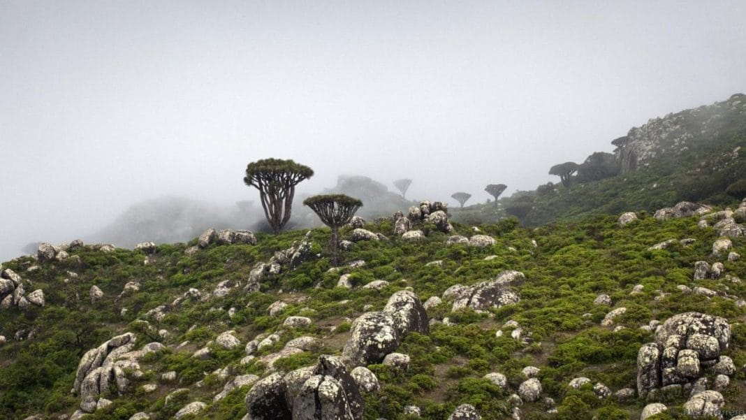 Fakta Unik Dan Penuh Misteri Pulau Socotra Yang Masih Di Selimuti Kabut ...