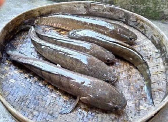 Segudang Manfaat Ikan Gabus Untuk Kesehatan - Asdar Id
