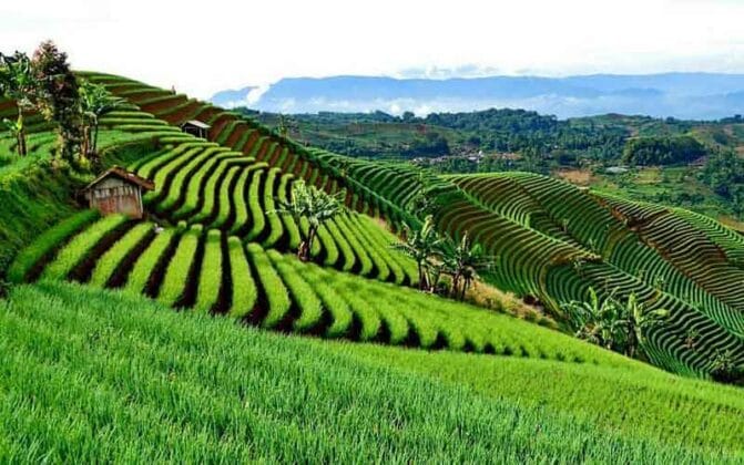 Terasering: Pengertian, Klasifikasi, Manfaat, Fungsi & Jenisnya - Asdar Id